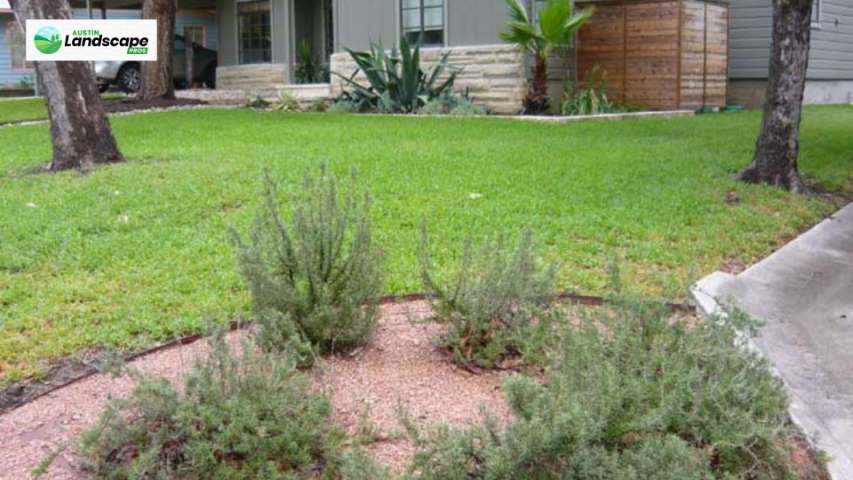 10 Essential Types of Bushes for Landscaping